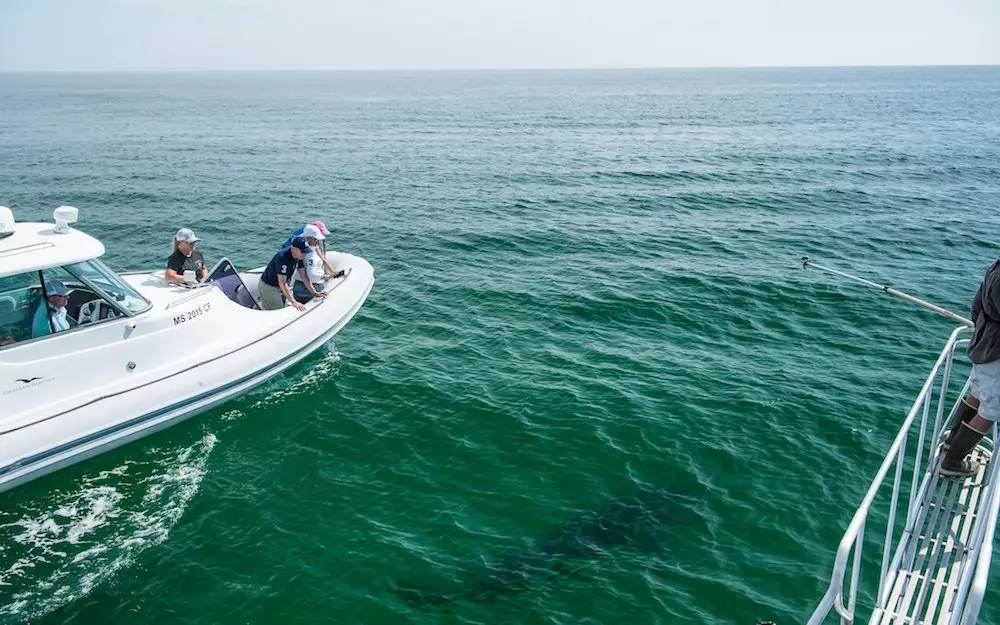 Makatabang Ka sa mga Siyentista sa Pagtuon sa Great White Sharks sa Baybayon sa Cape Cod 24666_5