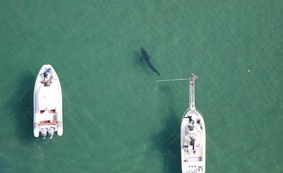 Vous pouvez aider les scientifiques à étudier les grands requins blancs au large de Cape Cod 24666_6