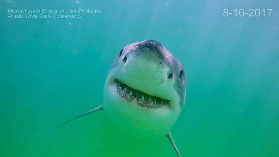 Makatabang Ka sa mga Siyentista sa Pagtuon sa Great White Sharks sa Baybayon sa Cape Cod 24666_8