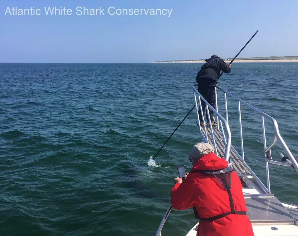 Makatabang Ka sa mga Siyentista sa Pagtuon sa Great White Sharks sa Baybayon sa Cape Cod 24666_9