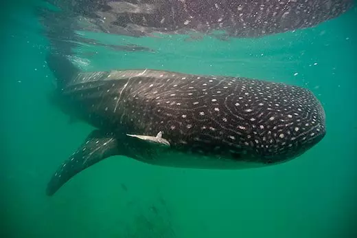 Paglangoy Uban sa Whale Shark 24680_14