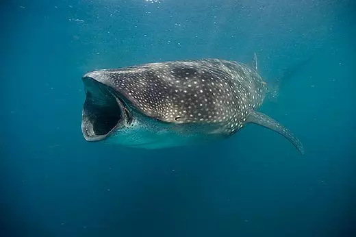 Odo Pẹlu Whale Sharks 24680_16