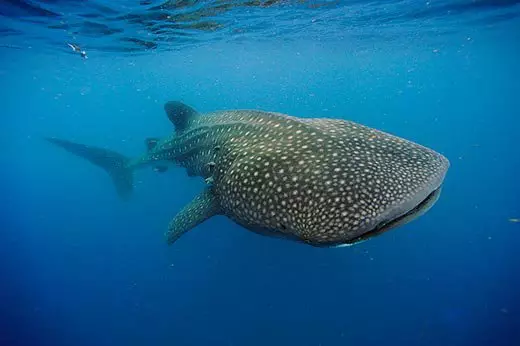 Ukuqubha NgeWhale Sharks 24680_17