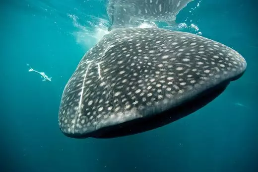 Ua luam dej nrog Whale Sharks 24680_18