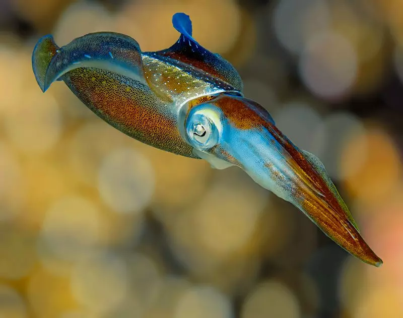 lo ri-squid.jpg