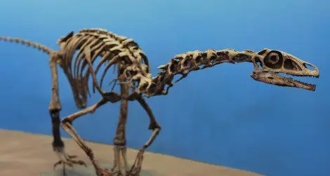 A titokzatos martaraptor