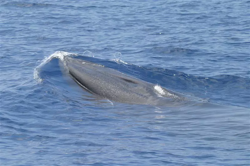 Abahanga mu bya siyansi basobanuye ubwoko bushya bw’inyamanswa ya Bryde bakoresheje skeleti ya baleine yogeje ku nkombe muri Floride Everglades muri 2019, ubu ikaba iri mu cyegeranyo cy’inyamabere z’inyamabere za Smithsonian. (NOAA / NMFS / SEFSC Uruhushya No 779-1633-0)