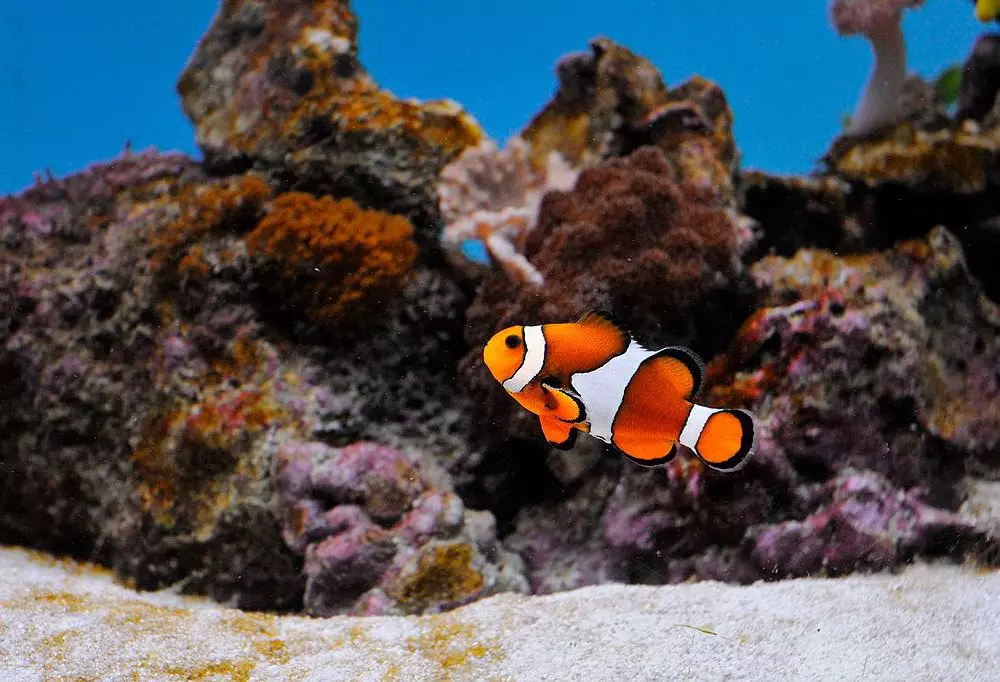 Danksy Ligbesoedeling verloor ons Nemo