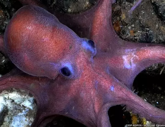 Ib tug octopus nyob rau sab hnub tuaj Pacific