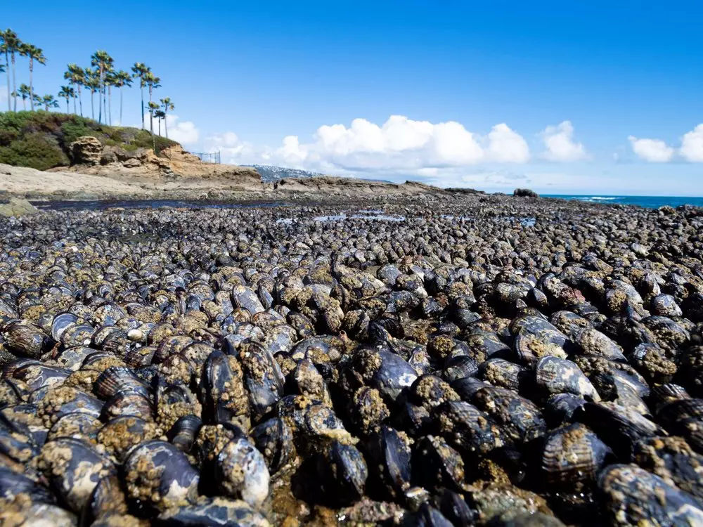 L'ondata di caldo schiacciante del Pacifico nord-occidentale e del Canada cuoce milioni di creature marine