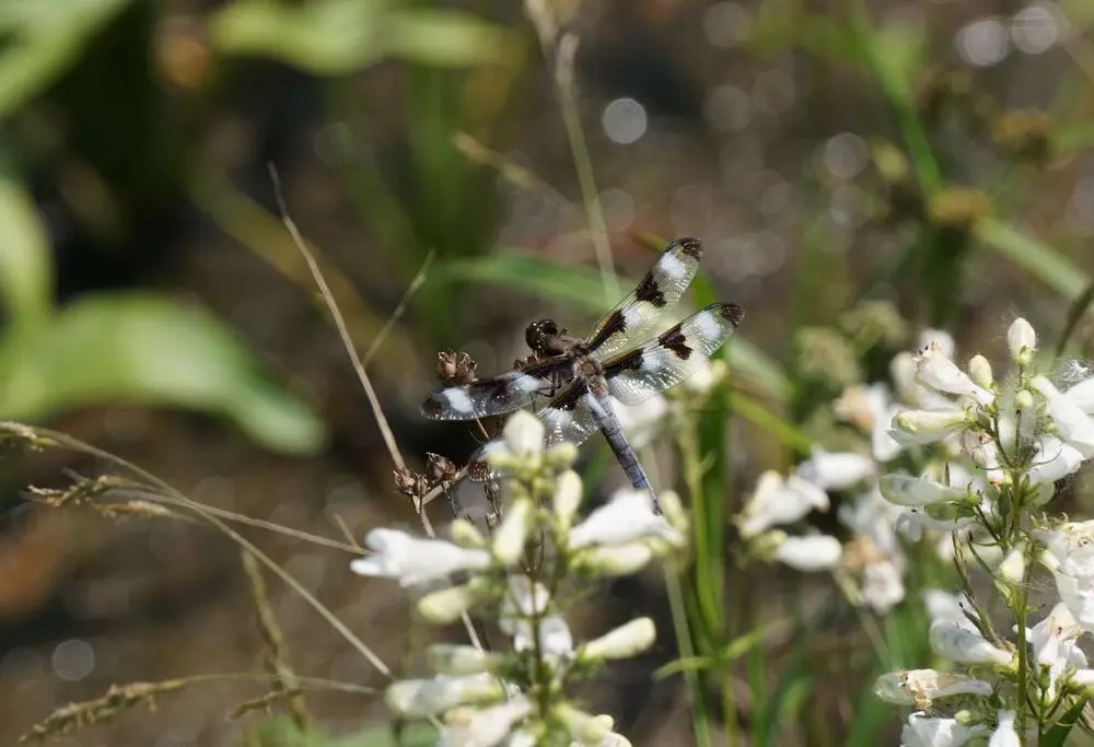 फूलों के एक समूह पर आराम करते हुए एक बारह चित्तीदार स्किमर। ड्रैगनफ्लाई के पंखों पर काले और सफेद धब्बे और एक नीला-भूरा शरीर होता है