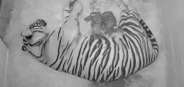 Sumatrano tigro jaunikliai gimė Nacionaliniame zoologijos sode