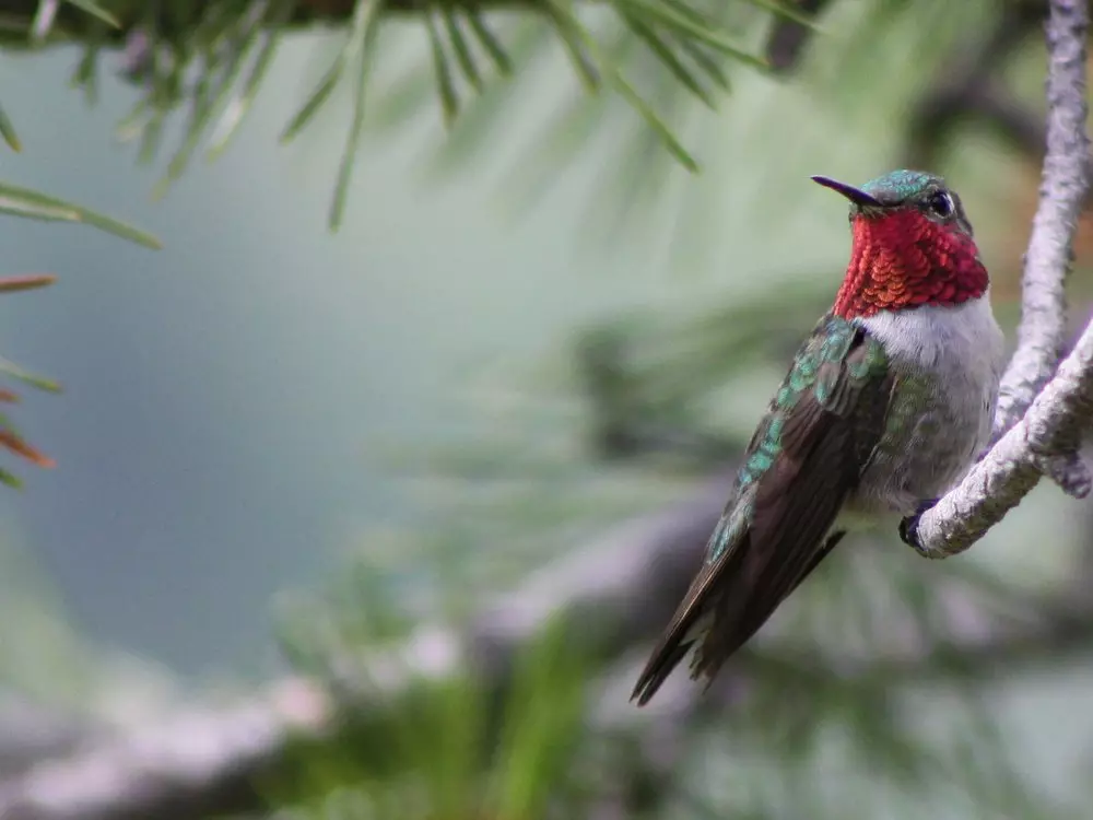 Mbalame yotchedwa hummingbird imagwiritsa ntchito nthenga zake zapakhosi zoyaka moto, zotchedwa gorget, pofuna kukopa mnzake. (Kati Fleming, CC BY-SA 3.0)