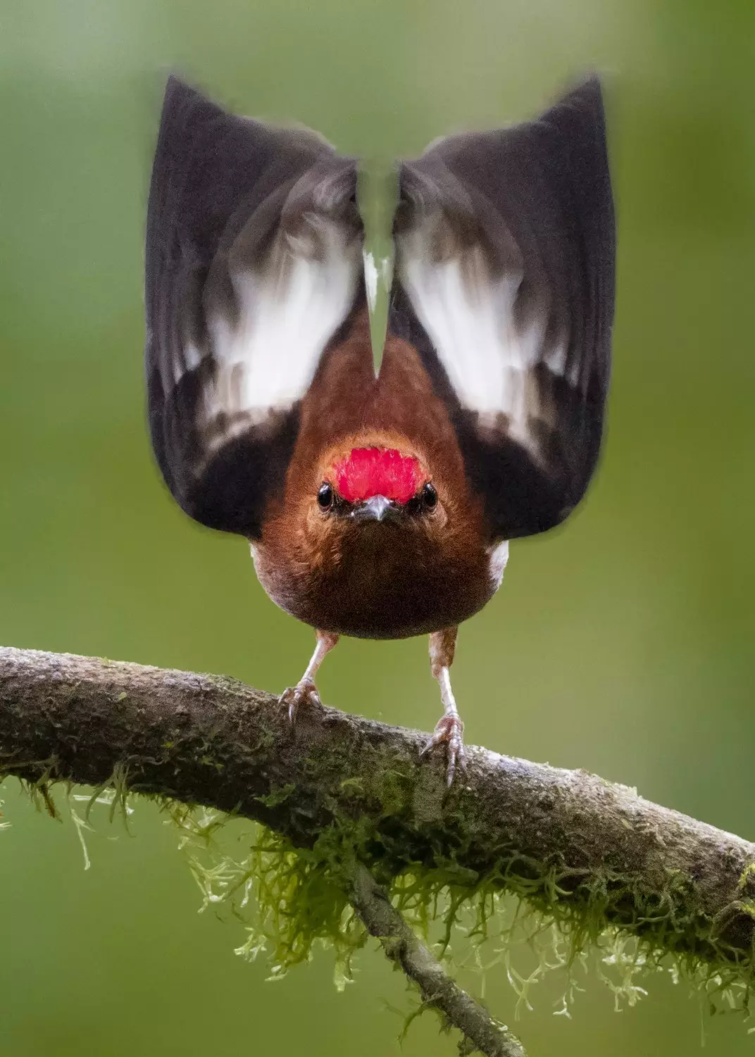 Ein kleiner orangefarbener Vogel sitzt auf einem Ast.