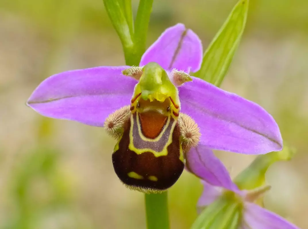 Violets, dzeltens un zaļš zieds.