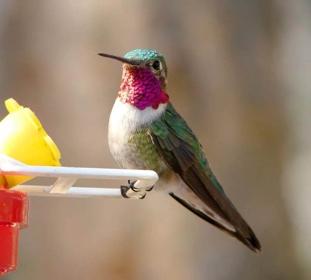 Verda kaj oranĝa birdo sidis sur manĝilo.