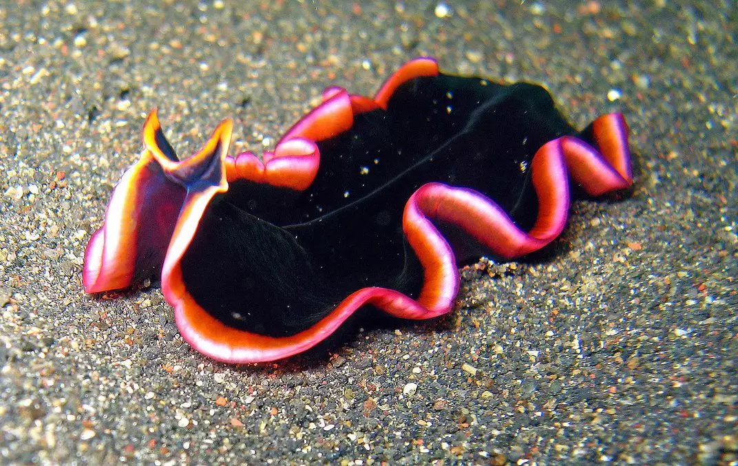 Ein schwarz-rosa Plattwurm auf Sand.