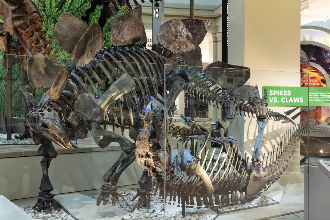 An exhibit display of two dinorsaur skeletons fighting.