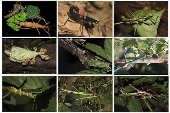 Lolu hlobo Olusha Lwe-Stick Bug Lukhulu, Ayinensa, Lunemibalabala Futhi Iyanuka