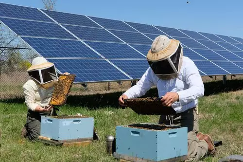 Chiara és Travis Bolton méheikkel egy napelem-telep közelében. Bolton Bees.