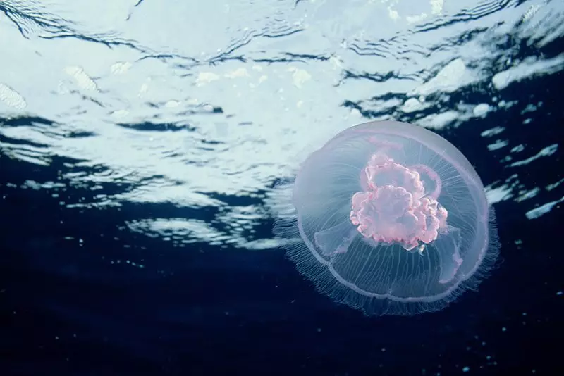 mwezi jellyfish.jpg