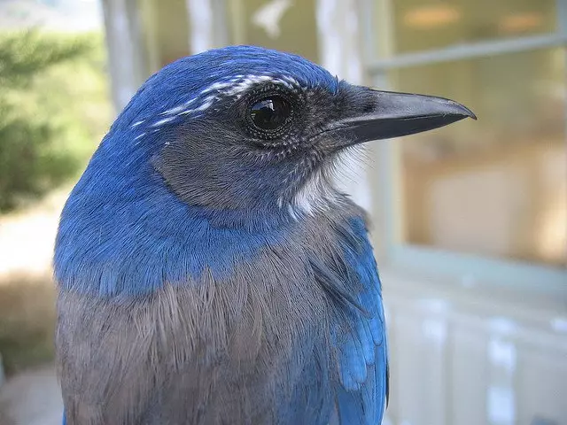 Burung Mengadakan Pemakaman Untuk Kawan-Kawan yang Jatuh