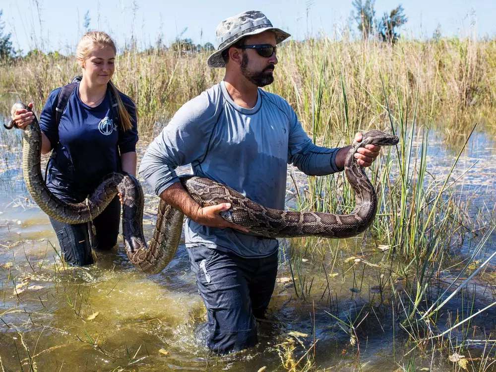 Slangerne der spiste Florida