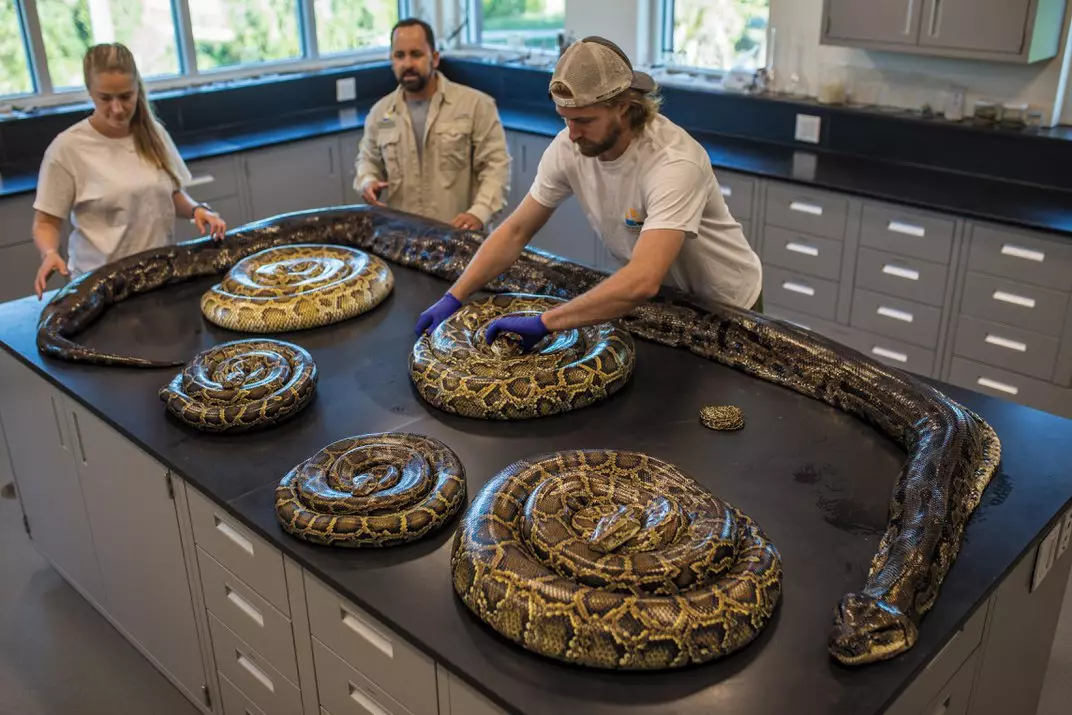 euthanized pythons