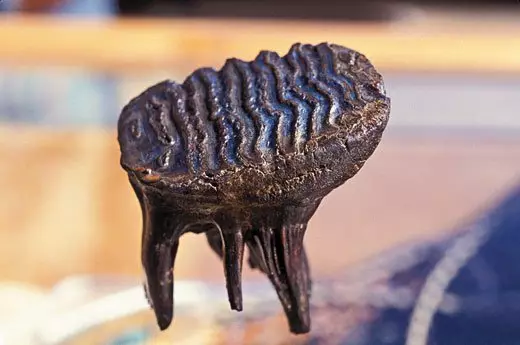 Mammoths û Mastodons: Hemû Cinawirên Amerîkî 24795_11