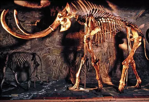 Mammoths û Mastodons: Hemû Cinawirên Amerîkî 24795_14