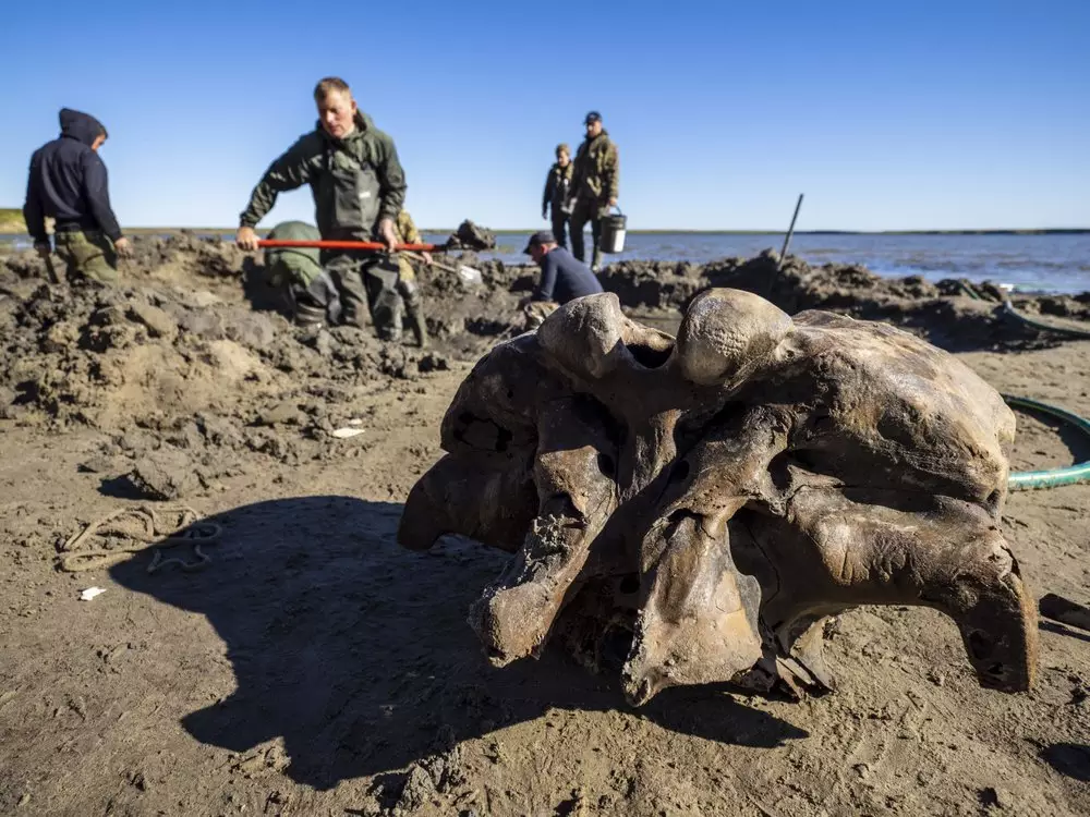 Ullaktig mammutskjelett med intakte leddbånd funnet i Siberian Lake