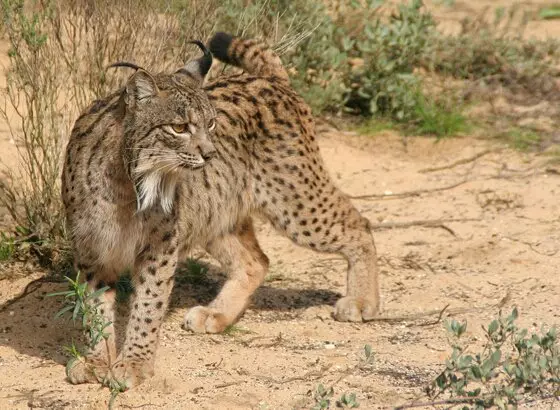 100 tapitrisa dolara sy asa 20 taona dia mety tsy ho ampy hamonjena ny Iberian Lynx