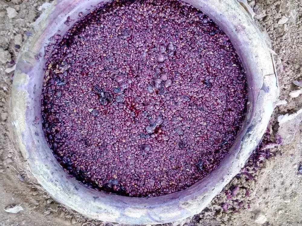 Ịgwupụta karas (nnukwu arịa nchekwa, amphorae) na Trinity Canyon Vineyards. (Ihe omume Armenia nke m)