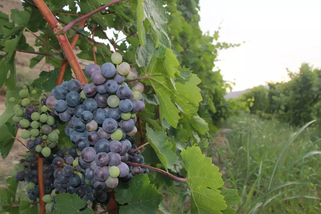 Uvas roxas penduradas em uma videira em Momik Vineyards.