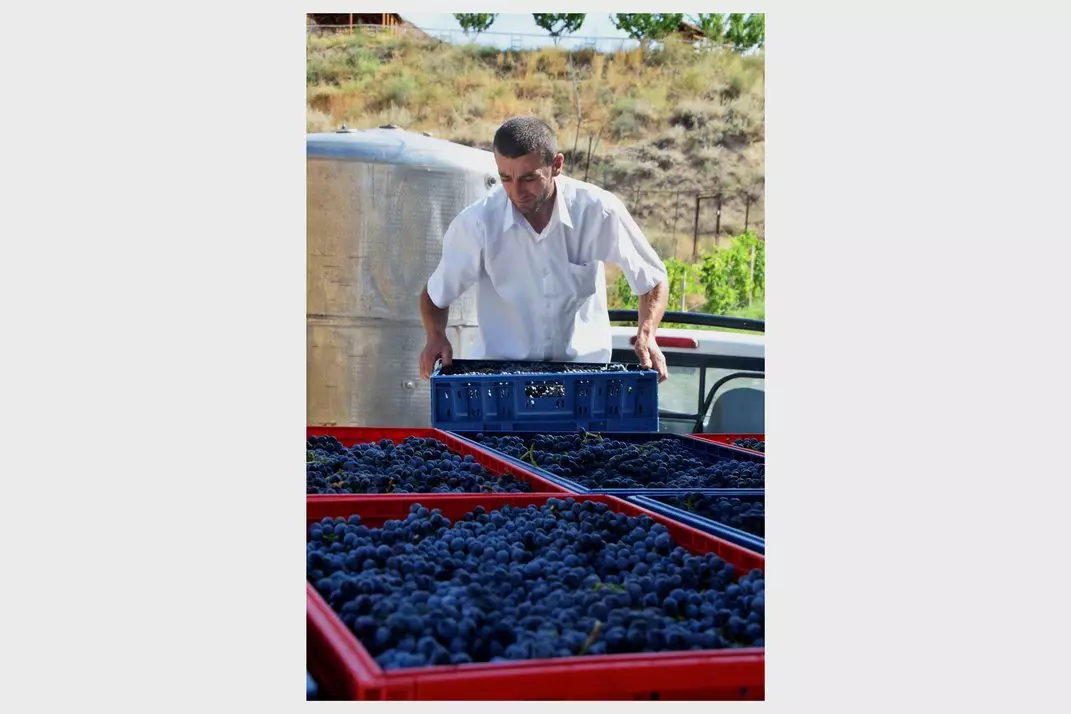 Pendant les vendanges, un homme saisit un récipient en plastique rouge contenant des raisins triés.