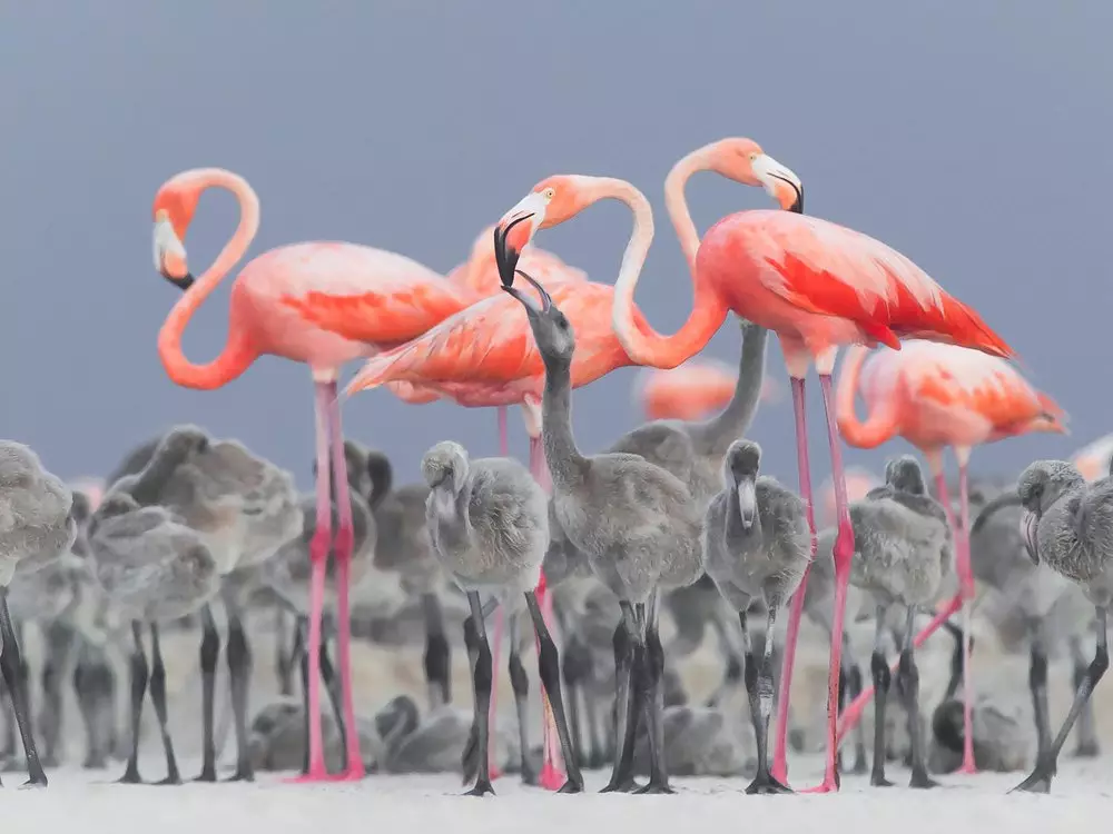 Prize-Winning Images Capture Birds in All Their Feathered Glory