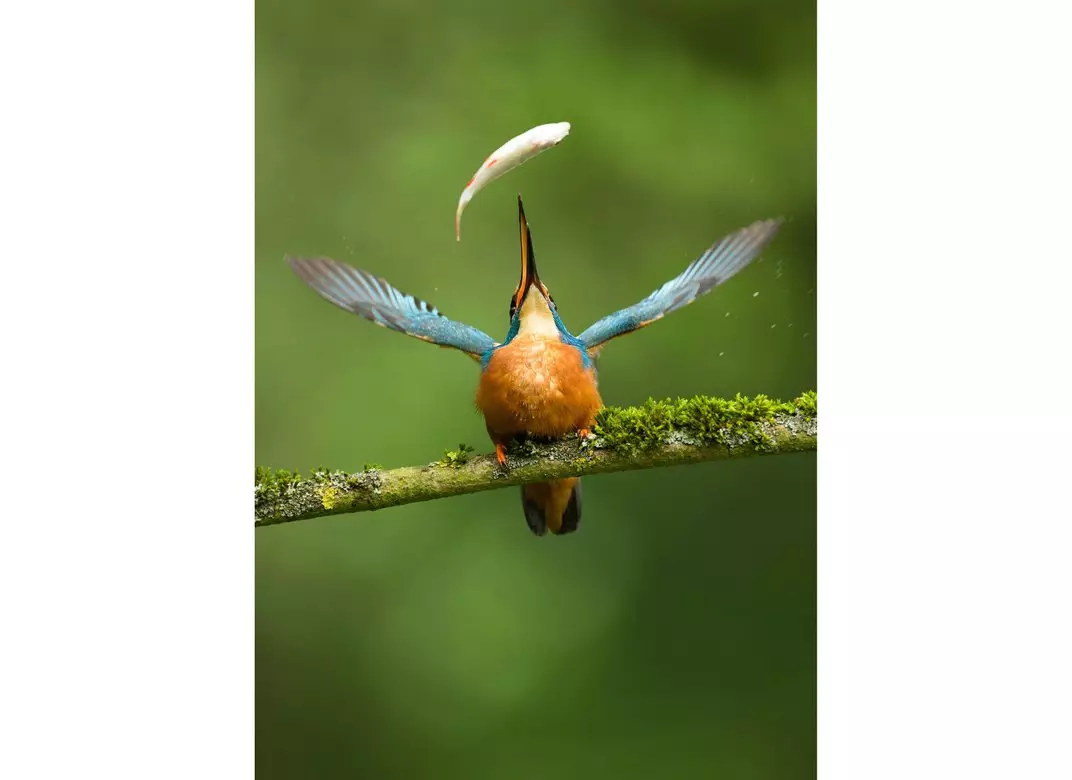 Gambar Pemenang Hadiah Menangkap Burung dengan Segala Kemuliaan Berbulunya 24827_3