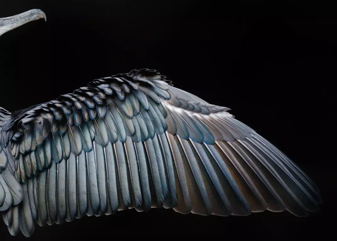 Des images primées capturent des oiseaux dans toute leur splendeur de plumes 24827_4