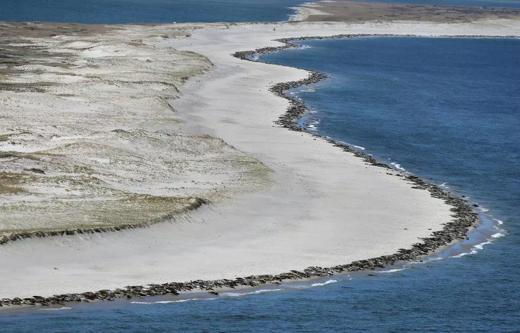 anjing laut di Pulau Monomoy