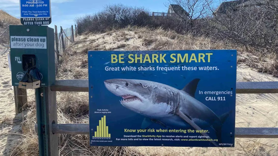 Can New Tools Help Beachgoers Predict the Likelihood That a Shark Is Nearby?