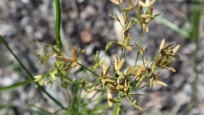 Fruti i rrafshët i Leconte (Cyperus lecontei) ka luspa dhe fruta të spikeletave të veçanta, të cilat përdoren nga shkencëtarët për ta identifikuar atë. (Carol Kelloff)