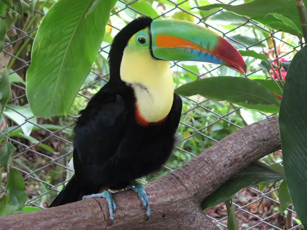 Seekor toucan di Kebun Binatang La Pumas Kosta Rika – akan segera dirilis?