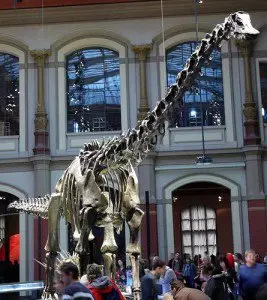 20110520083126diplodocus_carnegiei-267x300.jpg