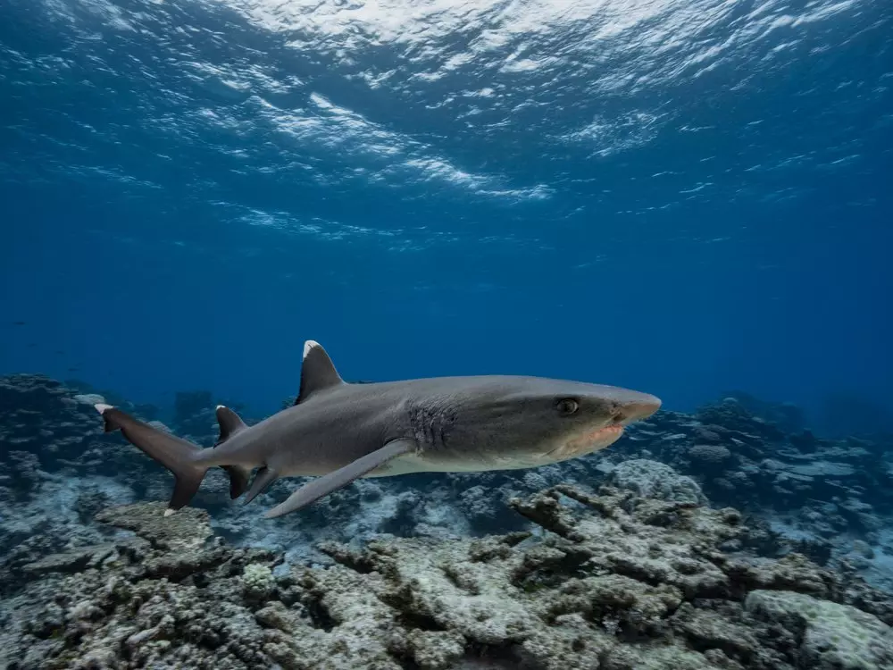Серая рифовая акула плывет над коралловым рифом