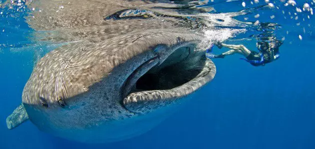 Na Grianghraif Siorcanna is Fearr ó na Deich mBliana Deiridh de Chomórtais Grianghraf