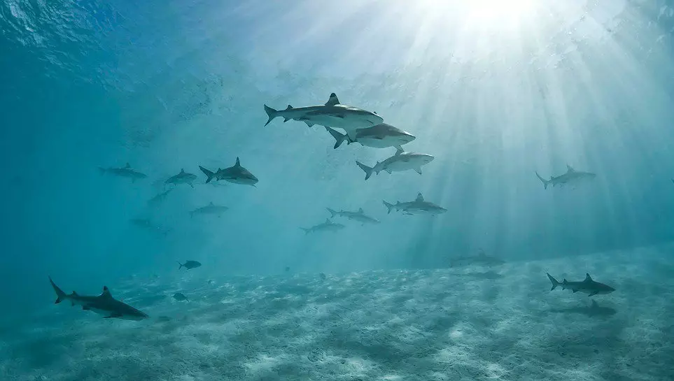 أفضل صور سمك القرش من السنوات العشر الأخيرة من مسابقات التصوير 24877_11