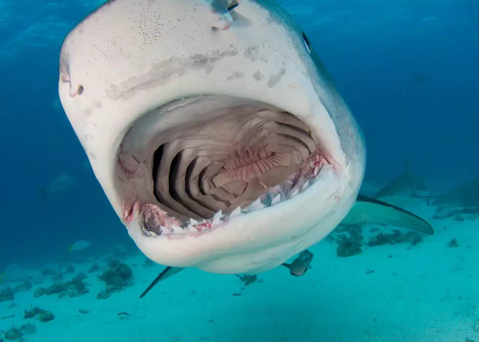 Best Shark Photographs from the Last Ten Years of Photo Contests 24877_12