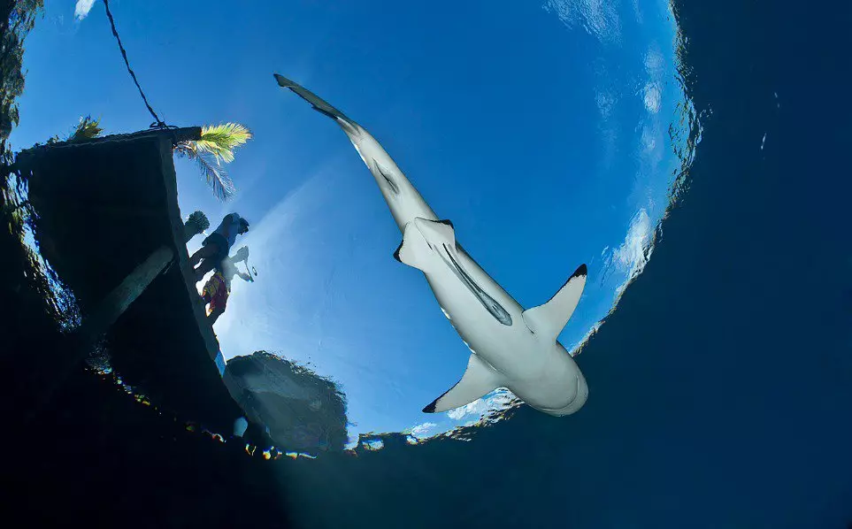 أفضل صور سمك القرش من السنوات العشر الأخيرة من مسابقات التصوير 24877_13