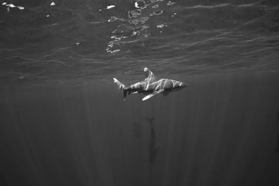 Melhores fotografias de tubarão dos últimos dez anos de concursos de fotografia 24877_2