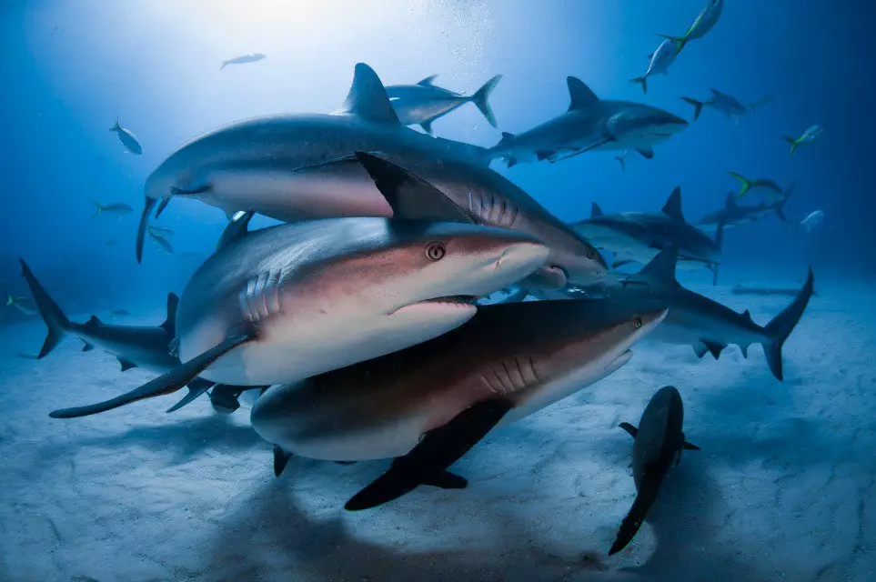 Best Shark Photographs from the Last Ten Years of Photo Contests 24877_3